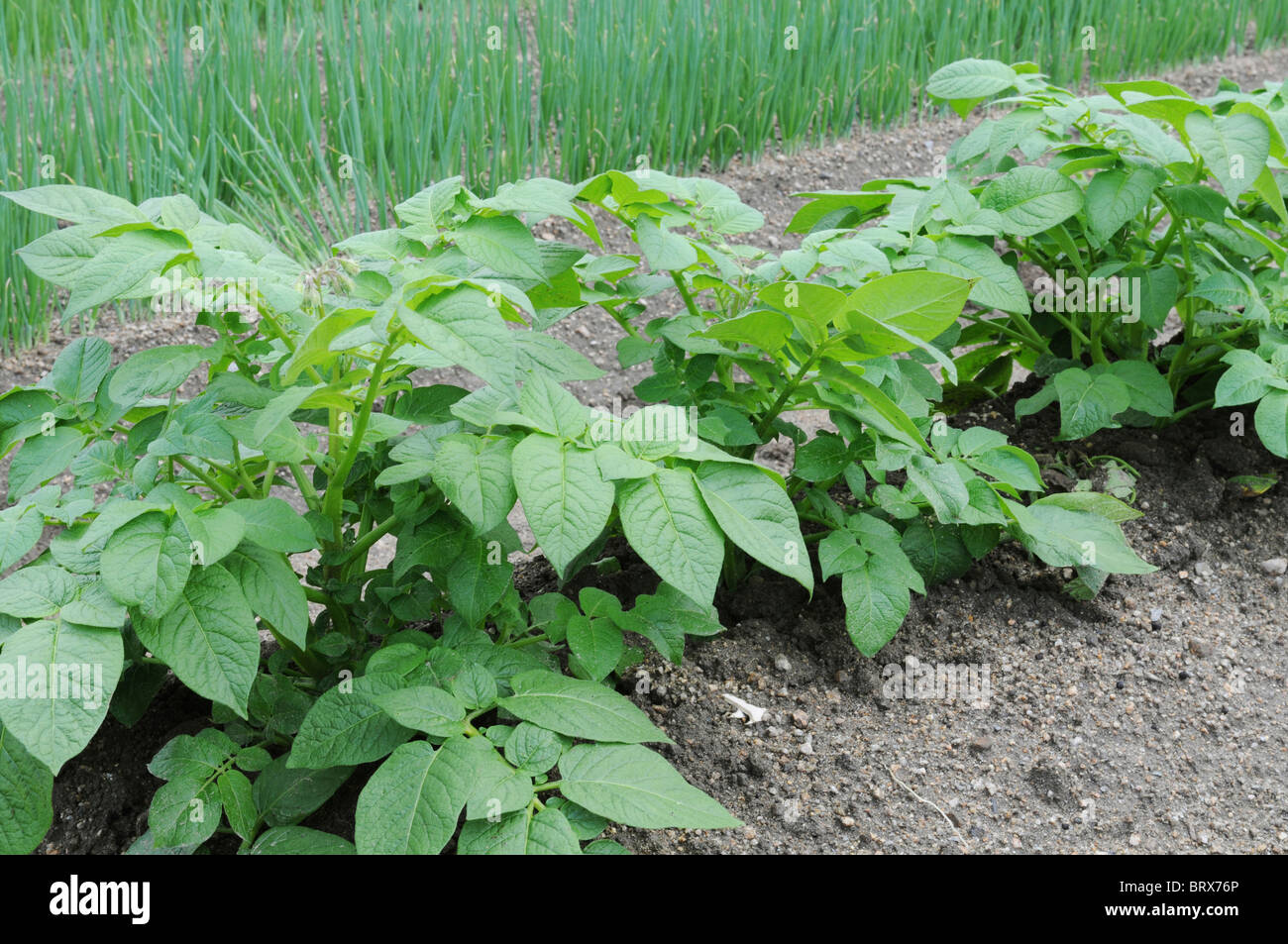 Potato farms hi-res stock photography and images - Alamy