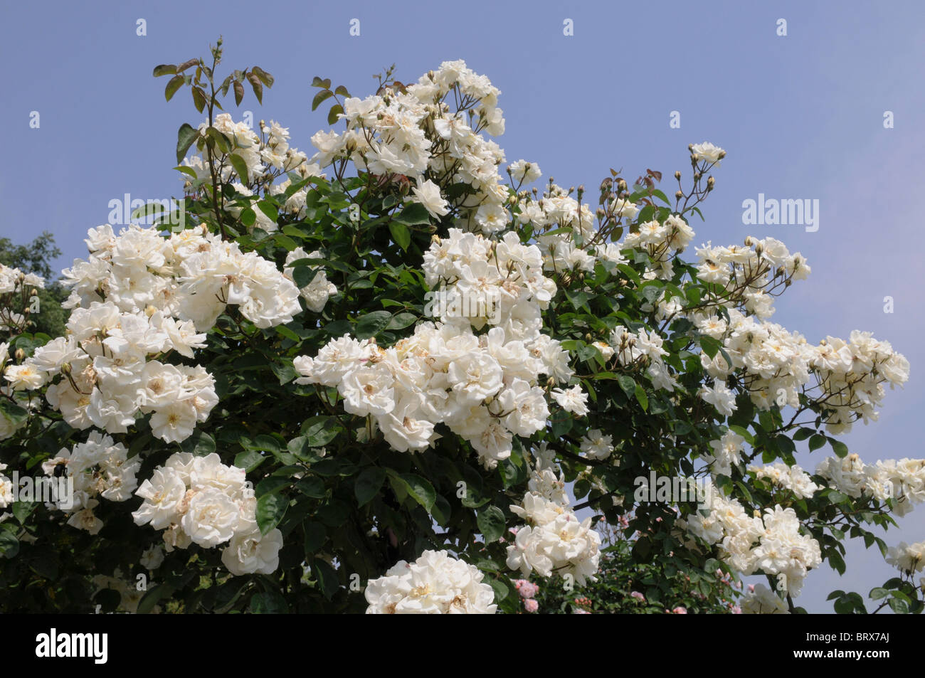 Moonlight roses Hyogo Prefecture, Honshu, Japan Stock Photo - Alamy