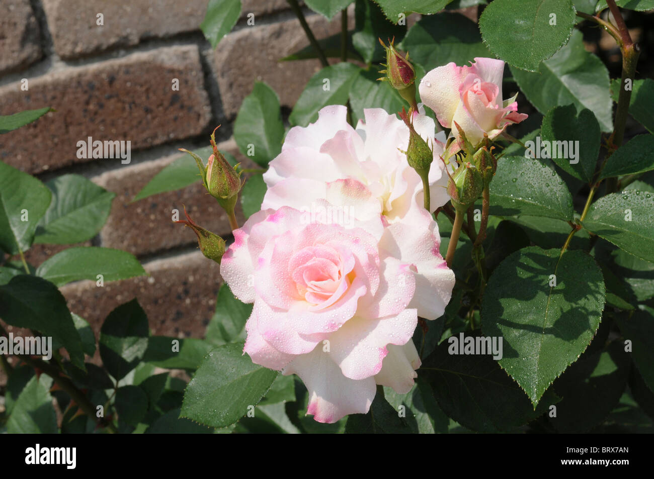 Matilda roses, Hyogo Prefecture, Honshu, Japan Stock Photo - Alamy