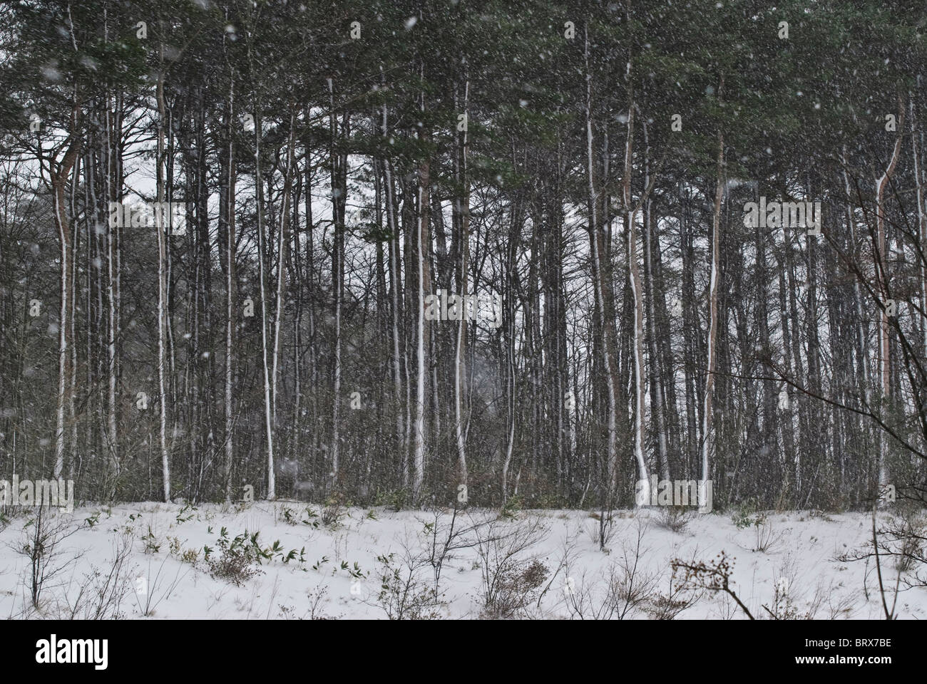 Forest during snow storm, Fukushima Prefecture, Honshu, Japan Stock ...
