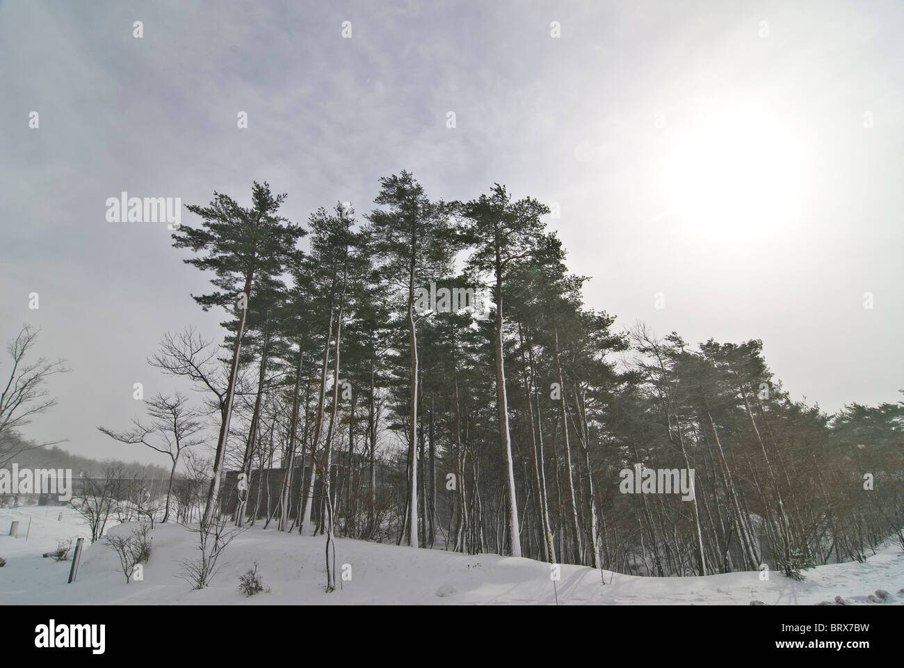 Forest in snow, Fukushima Prefecture, Honshu, Japan Stock Photo - Alamy
