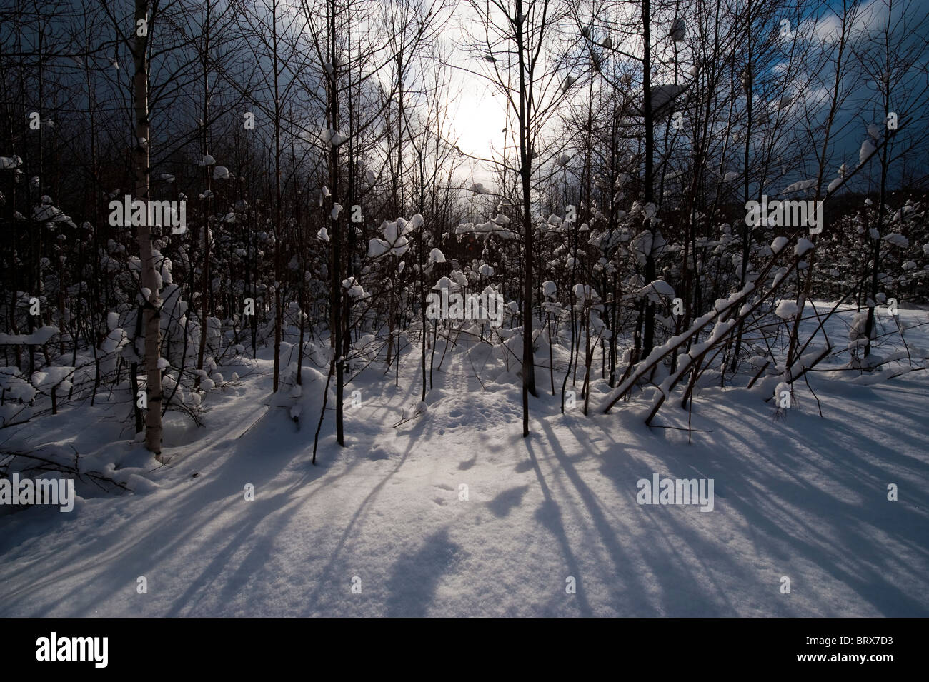 Forest in snow, Hokkaido Prefecture, Japan Stock Photo - Alamy