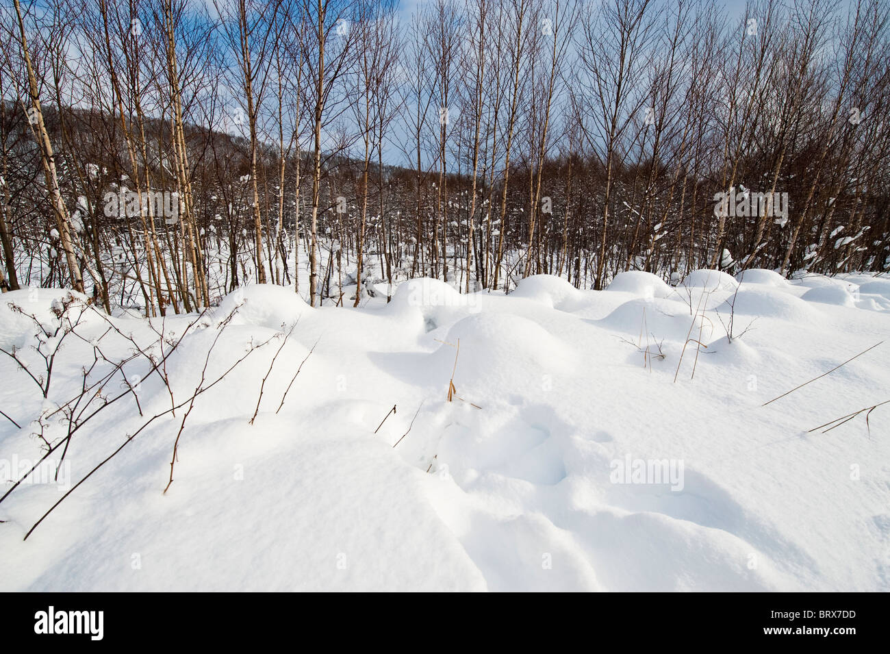 Forest with snow hi-res stock photography and images - Alamy