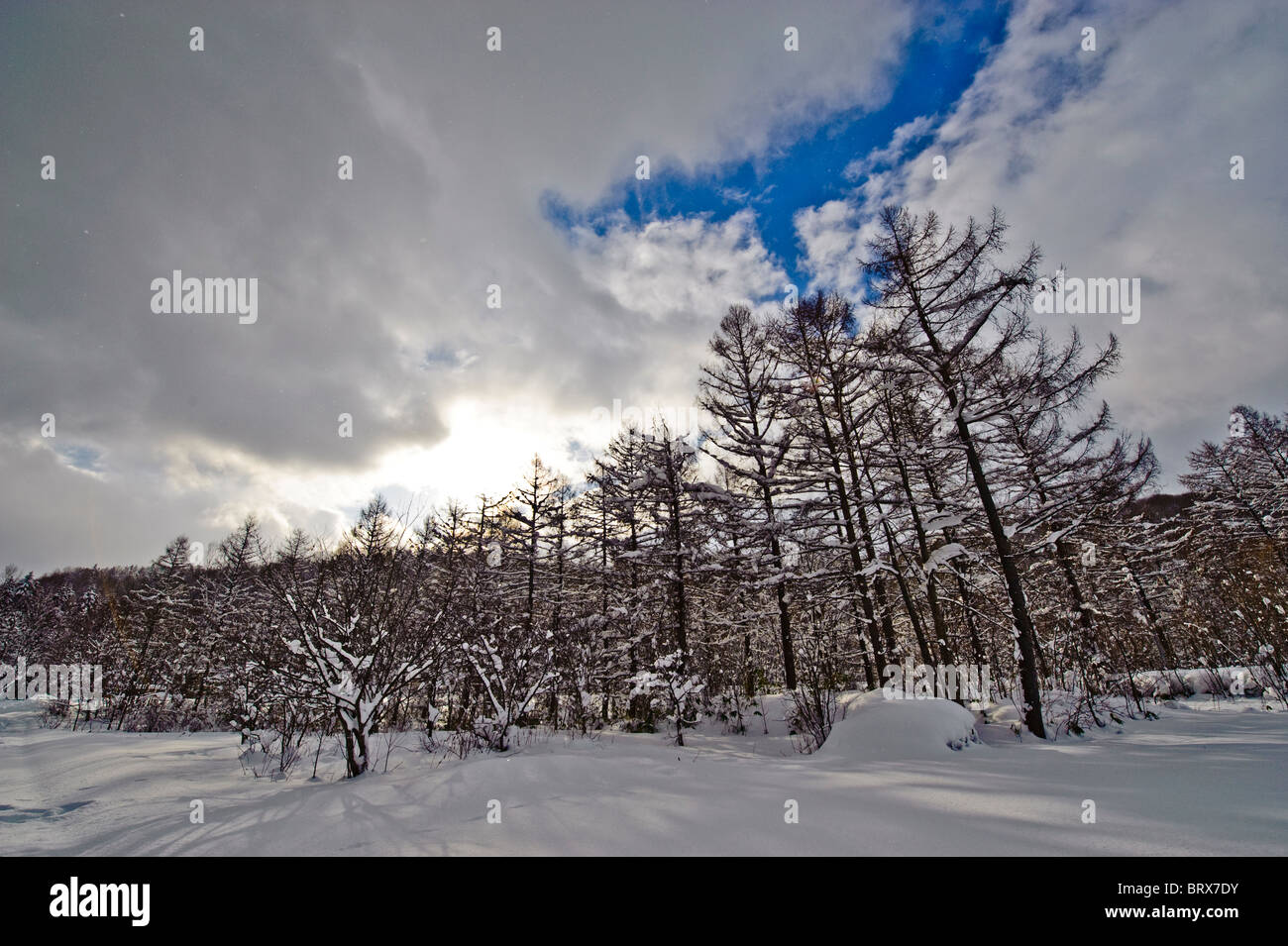 Forest with snow hi-res stock photography and images - Alamy