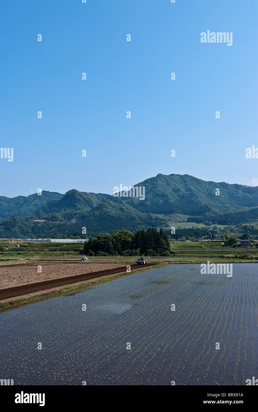 Paddy field image hi-res stock photography and images - Alamy
