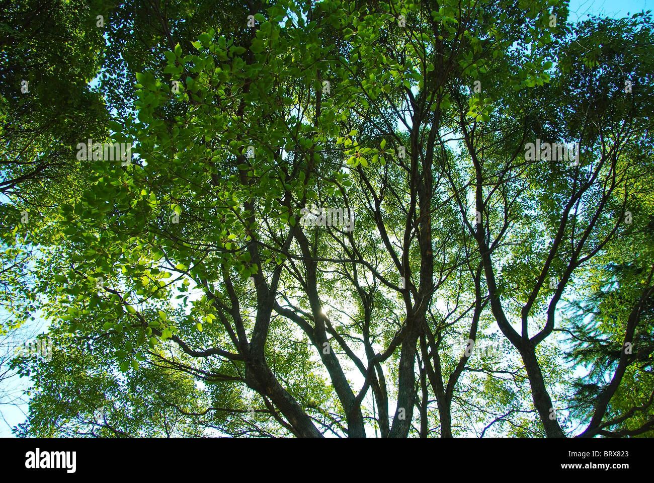 Close up of Tree Stock Photo - Alamy