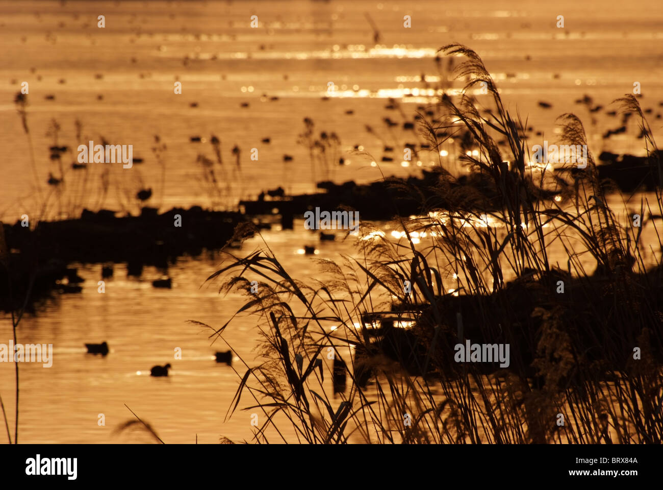 Reeds hi-res stock photography and images - Alamy