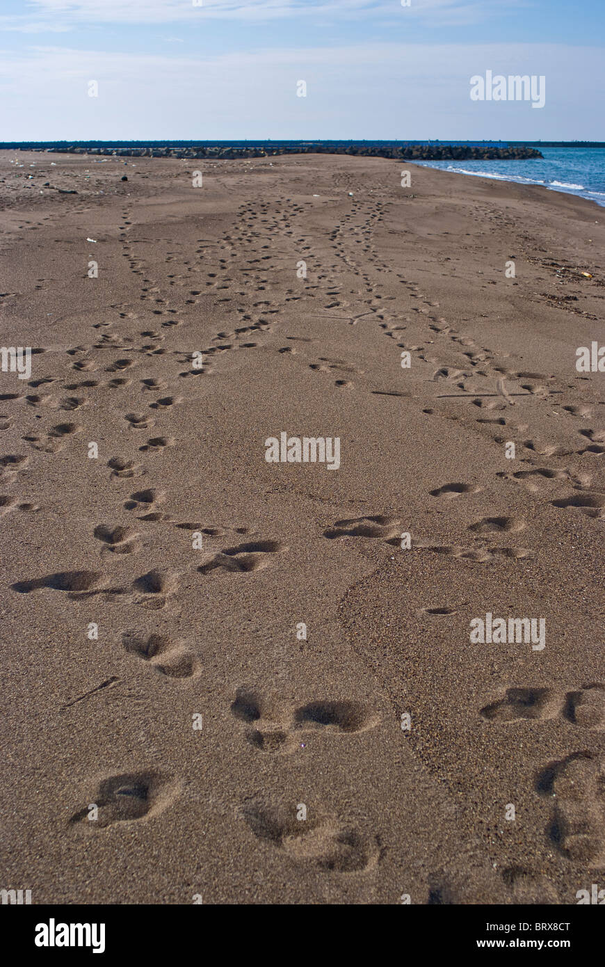 Footprints on Sandy Beach Stock Photo - Alamy