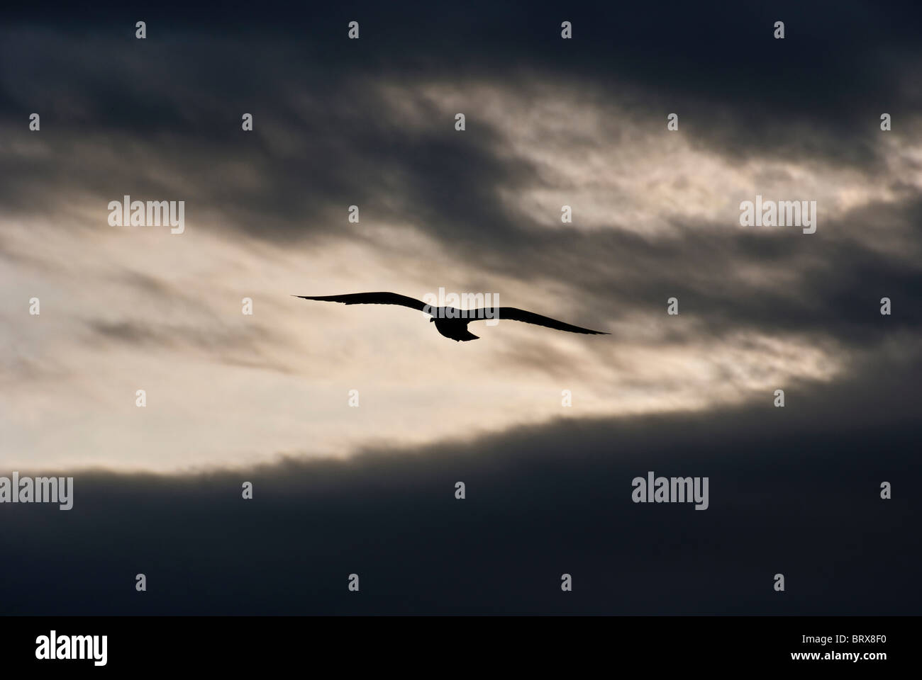 Silhouetted Bird Flying Stock Photo - Alamy