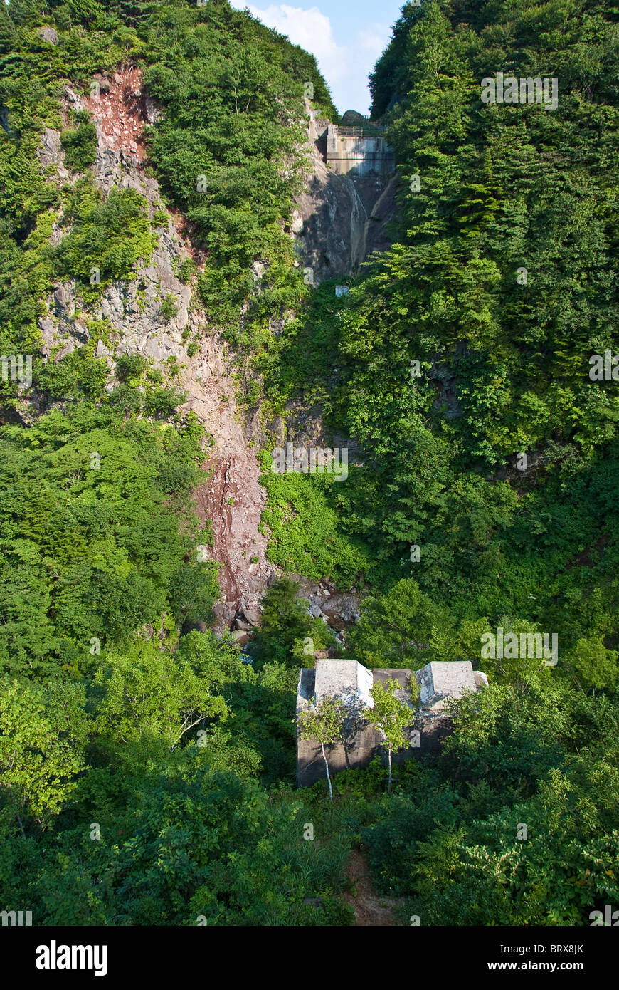 Trees Growing on Cliffs Stock Photo - Alamy