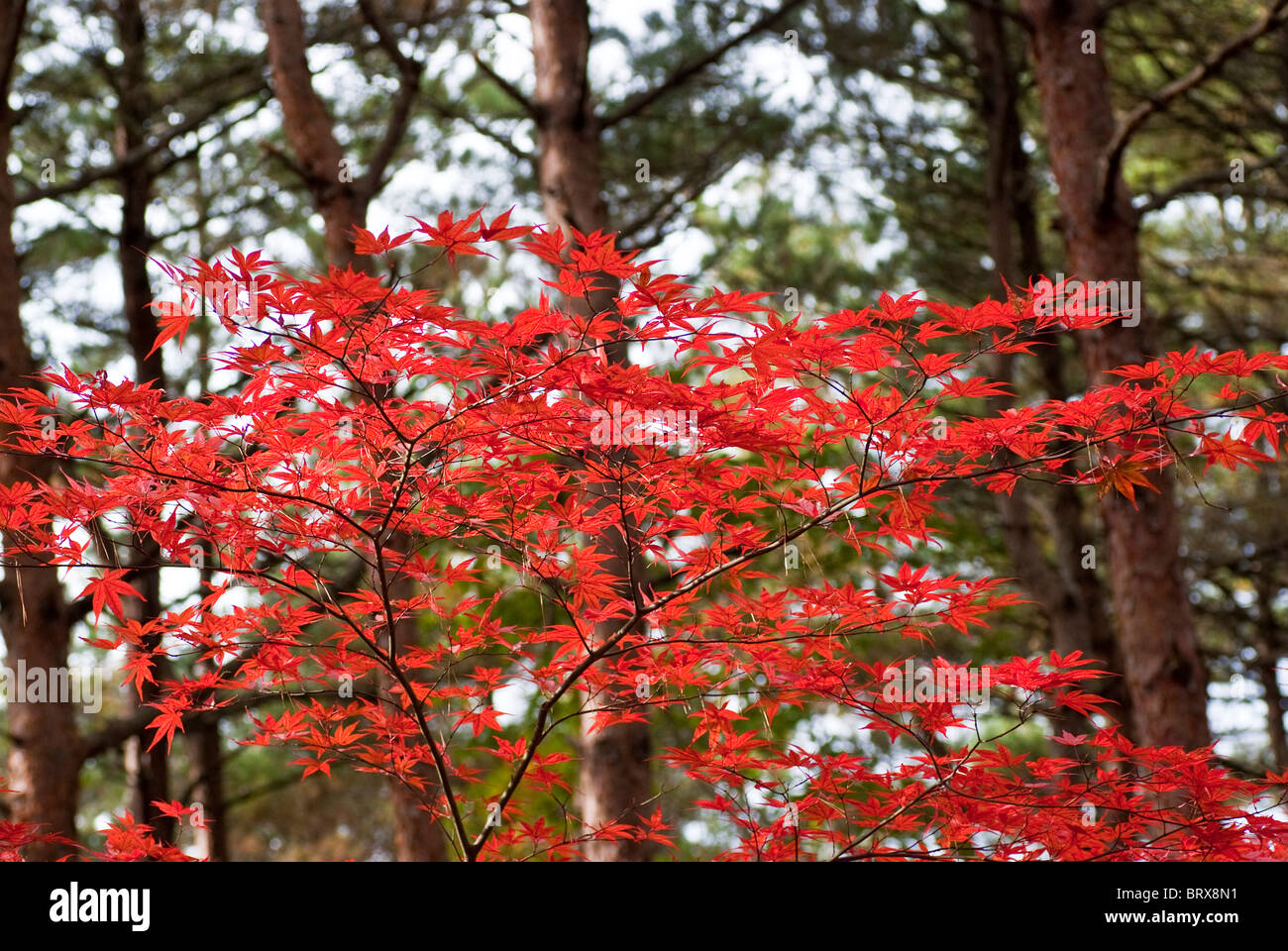 Red Autumnal Leaves Stock Photo - Alamy