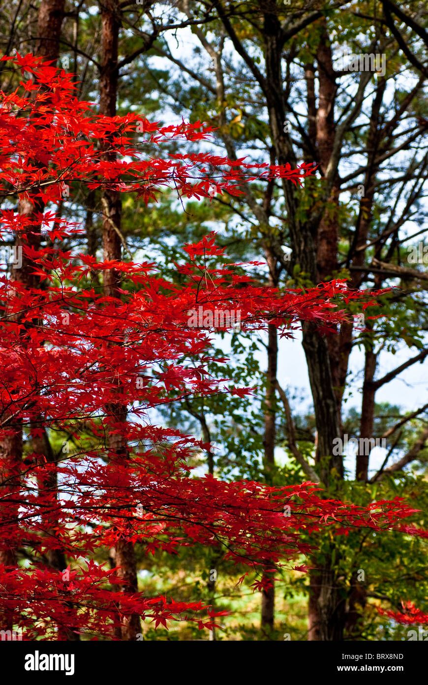 Red Autumnal Leaves Stock Photo - Alamy