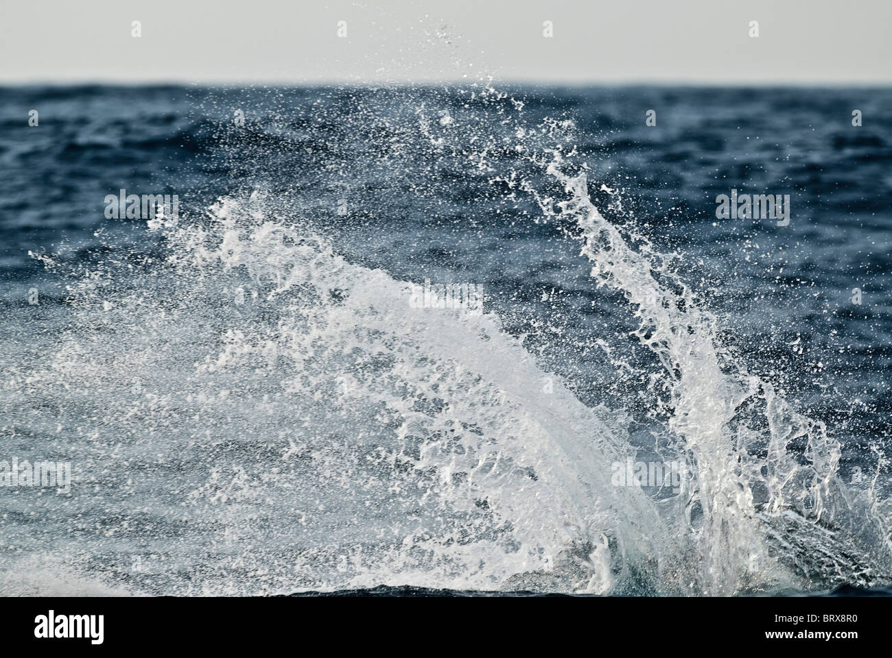 Ogasawara tokyo hi-res stock photography and images - Alamy