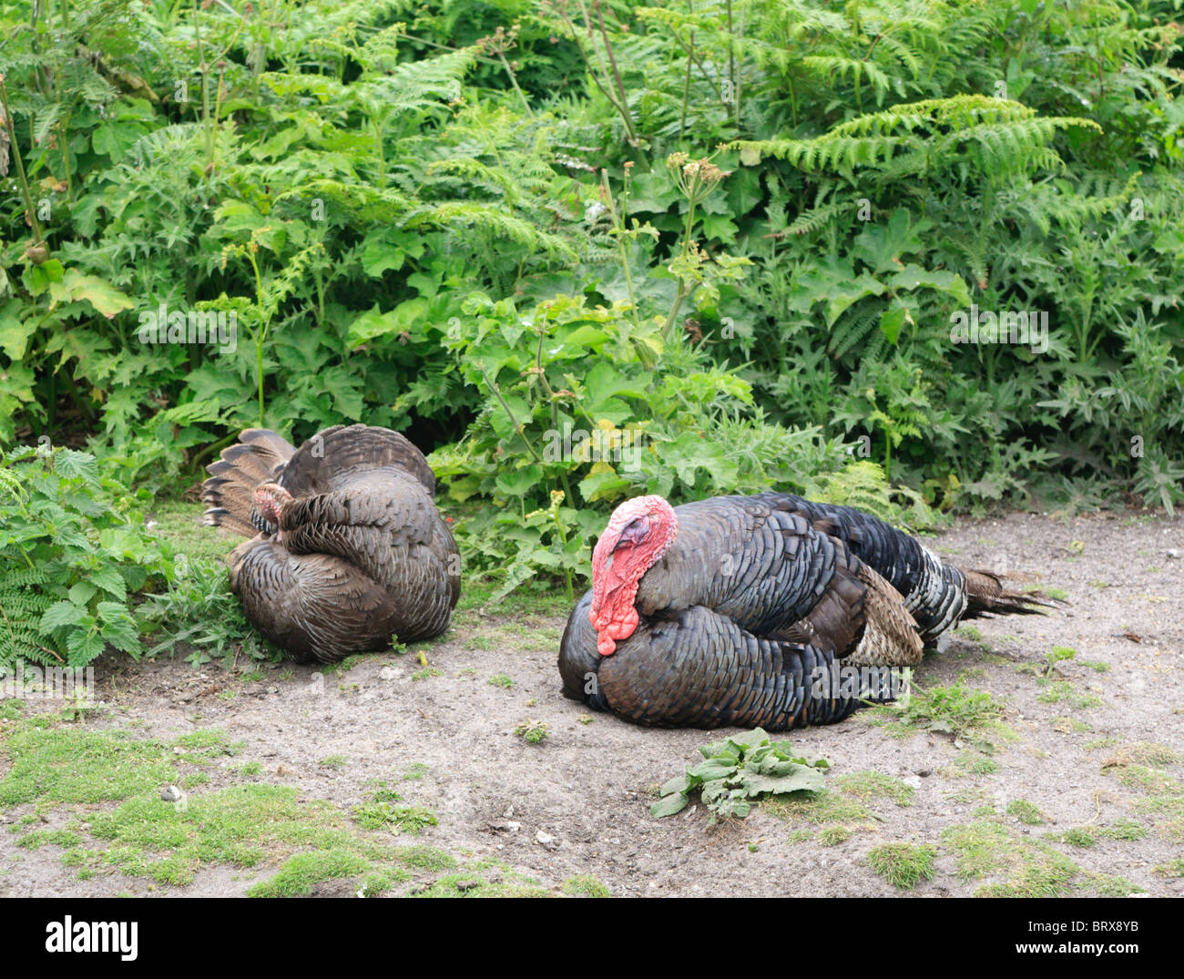 Free Range Turkeys Stock Photo - Alamy