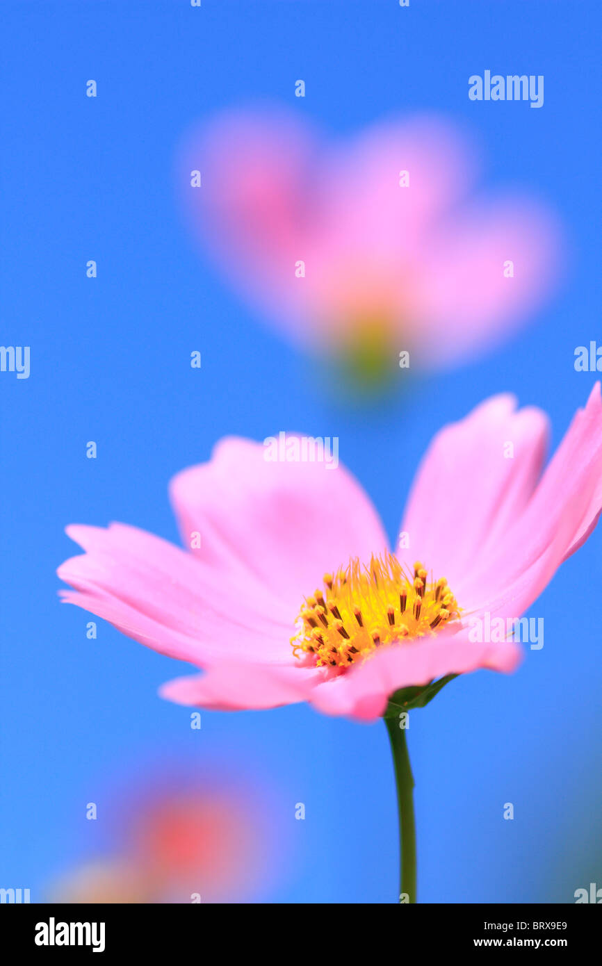 Single flower against blue sky hi-res stock photography and images - Alamy