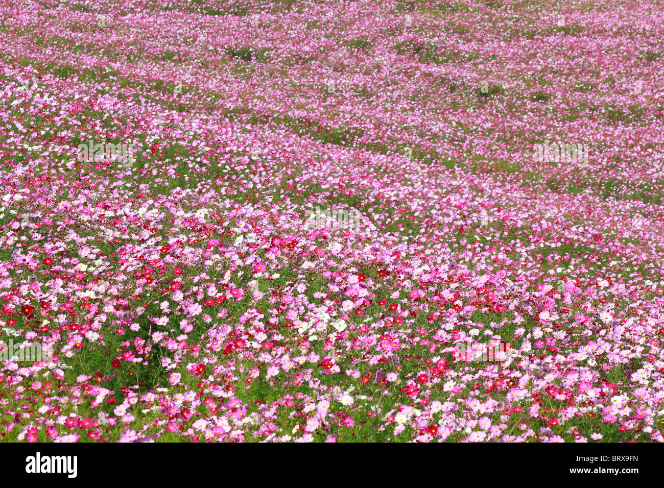Cosmos flower field hi-res stock photography and images - Alamy