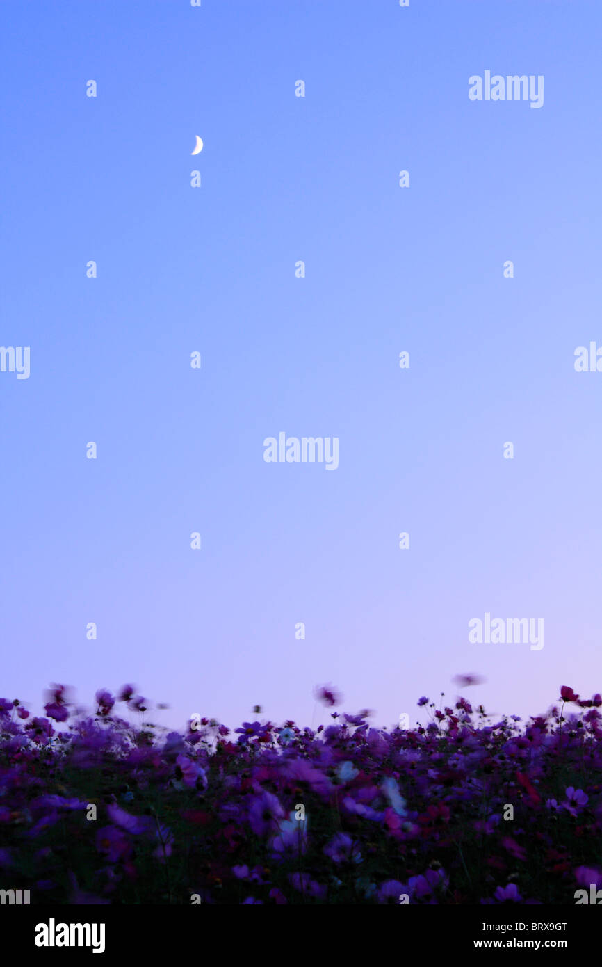 Moon crescent hi-res stock photography and images - Alamy