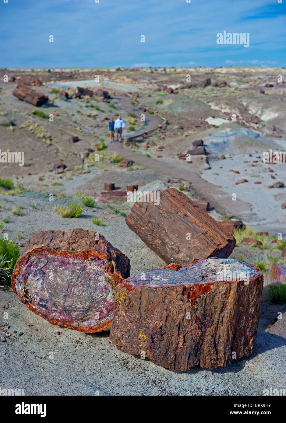 Petrified Forest National Park. Fossil. Route 66, Arizona, USA Stock ...