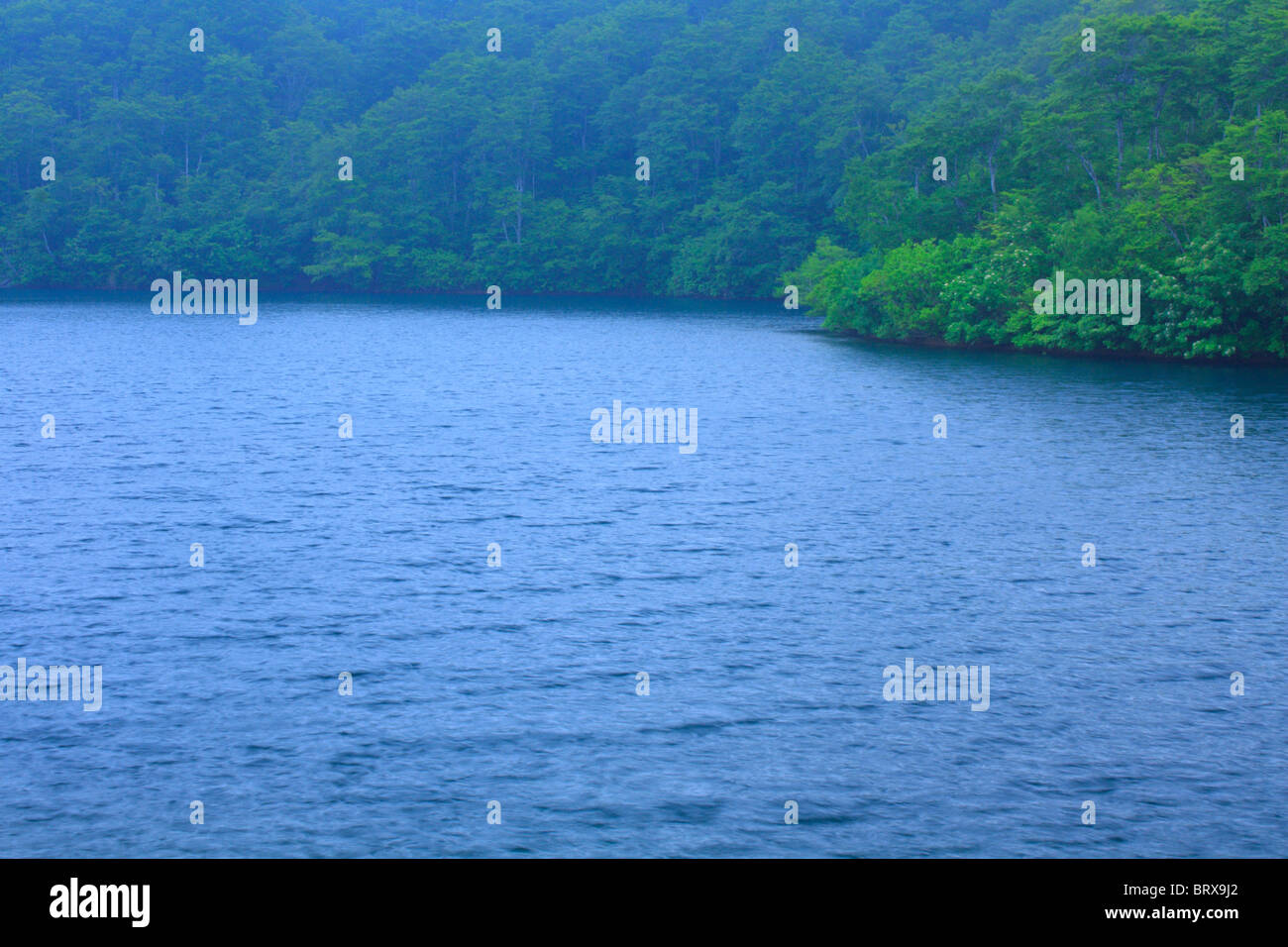 Image of beech trees hi-res stock photography and images - Alamy