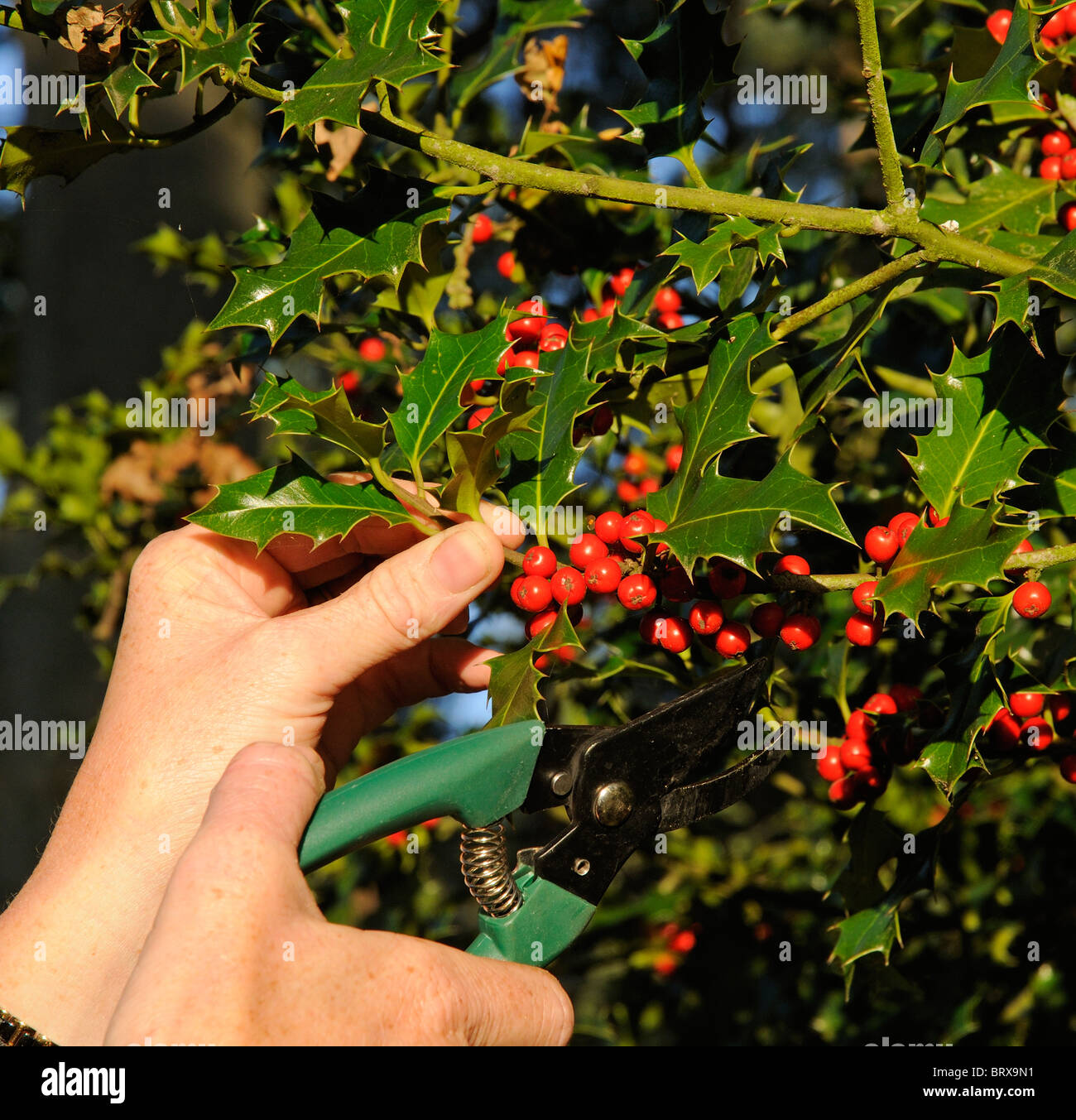 Cutting red berries on a Holly tree branch for Christmas decorations ...