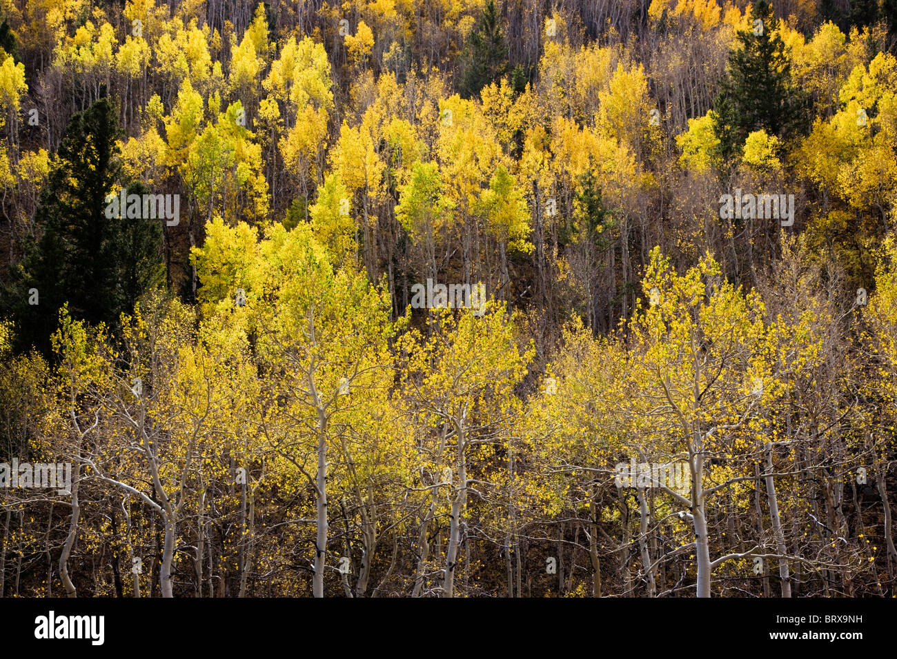 Aspen trees in autumn, Greens Creek Trail, San Isabel National Forest ...