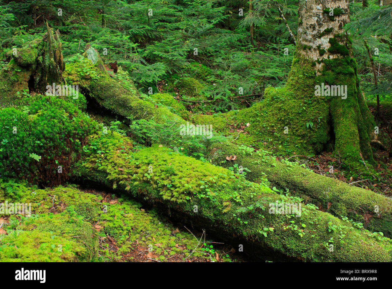 Moss tree urban hi-res stock photography and images - Alamy