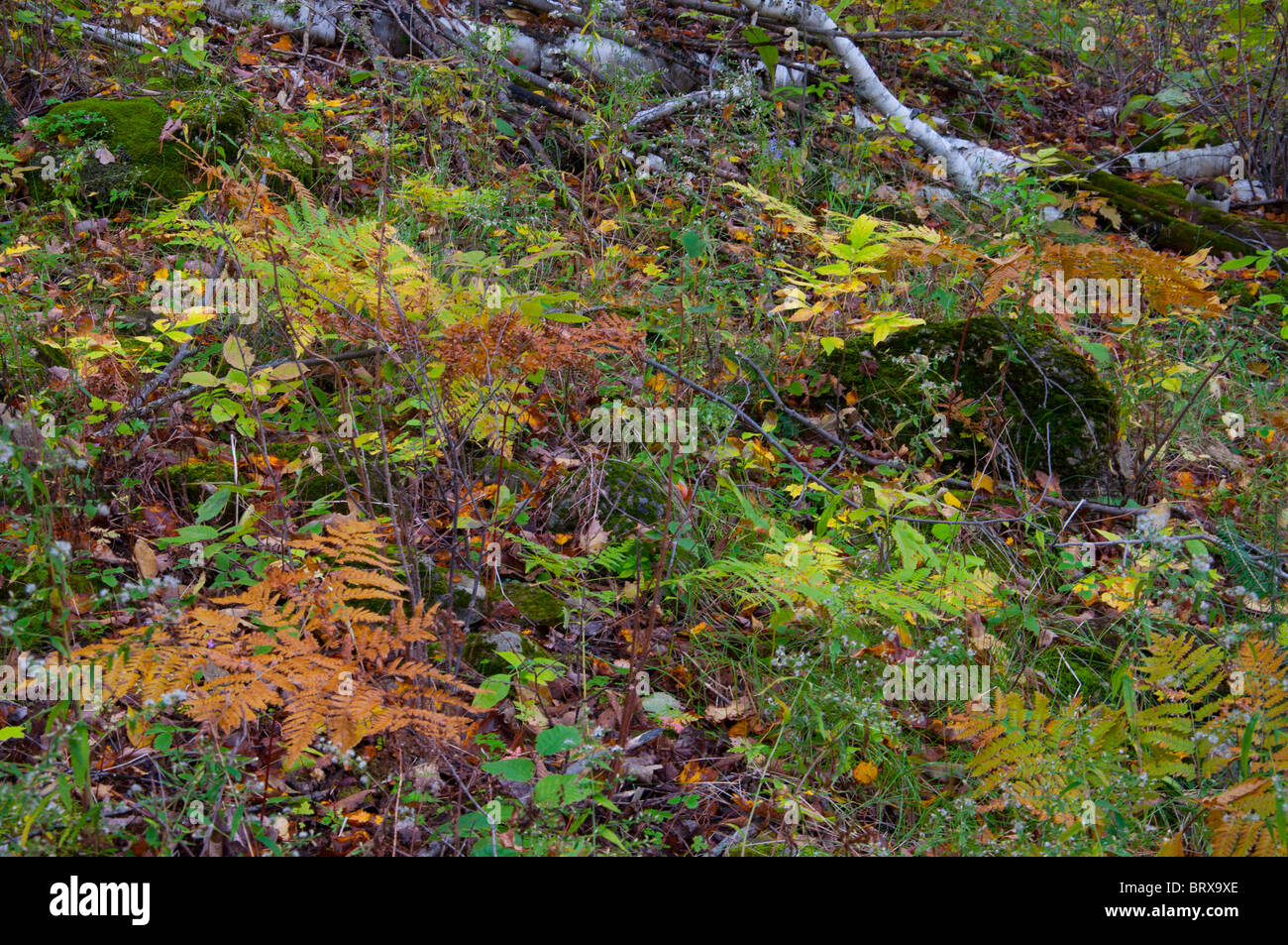 The forest floor in autumn Stock Photo - Alamy