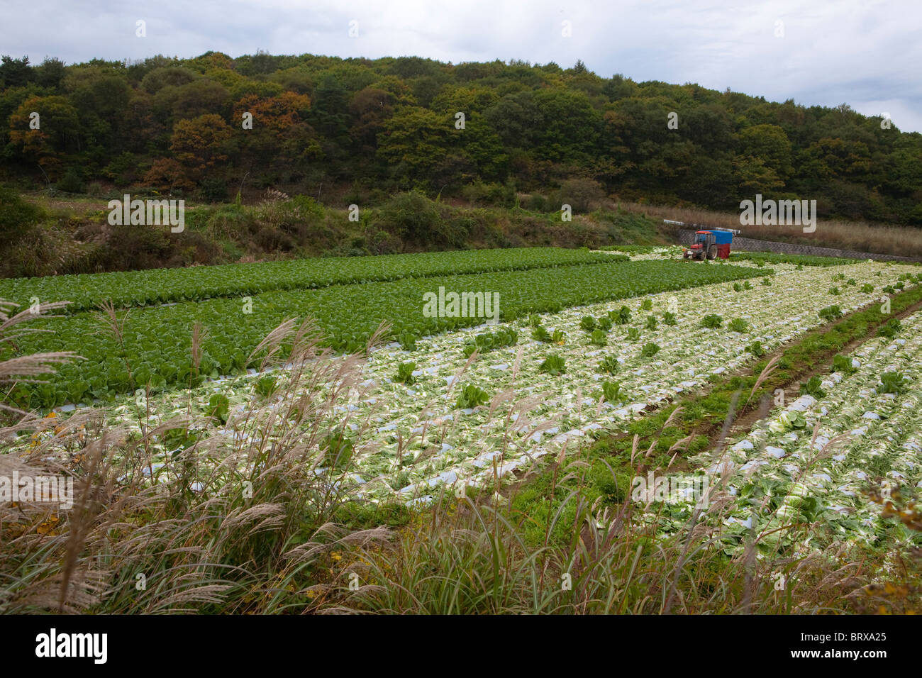 Field of Chinese Cabbage Stock Photo - Alamy