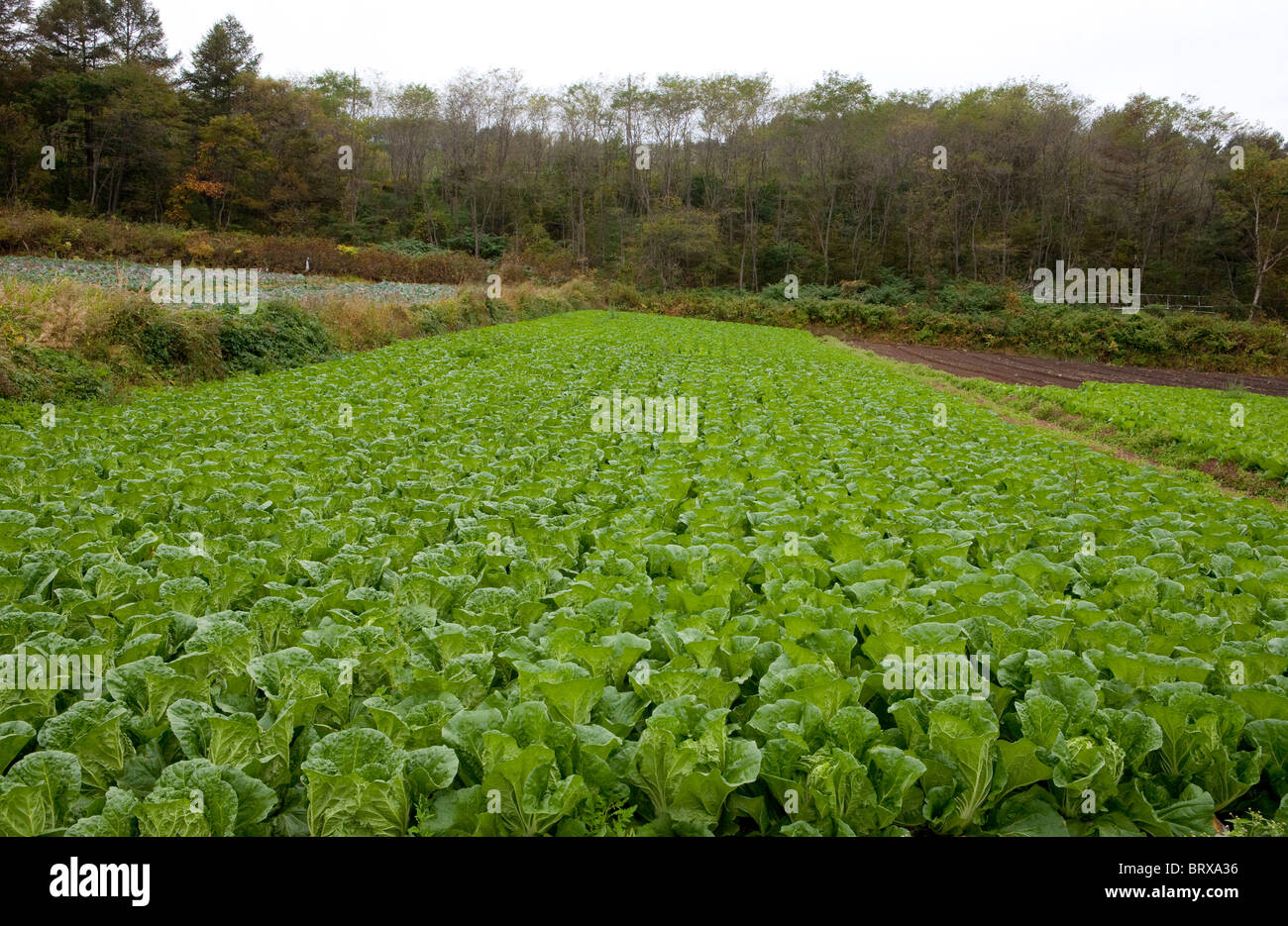Chinese Cabbage Field Stock Photo - Alamy