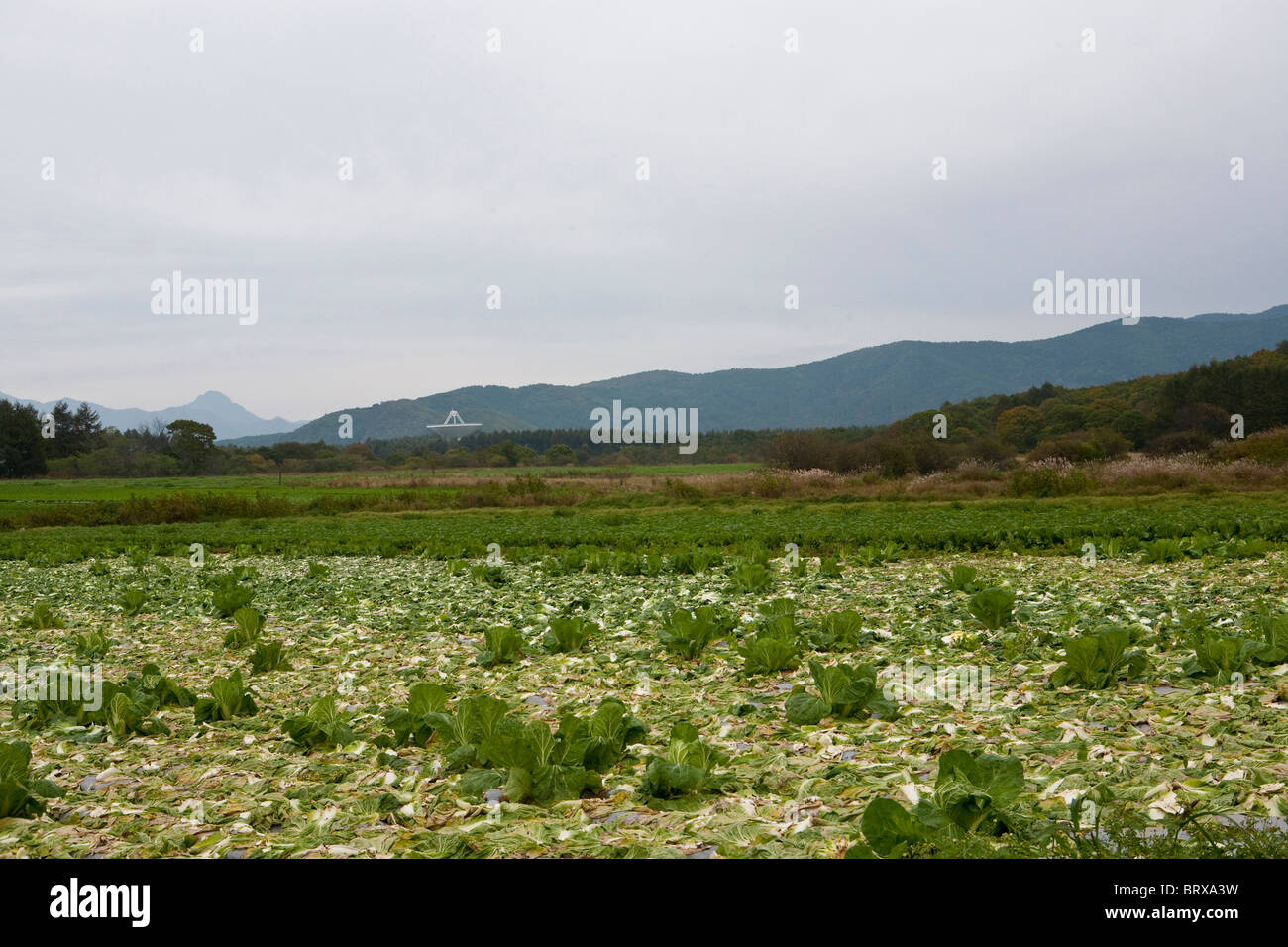 Chinese Cabbage Field Stock Photo - Alamy