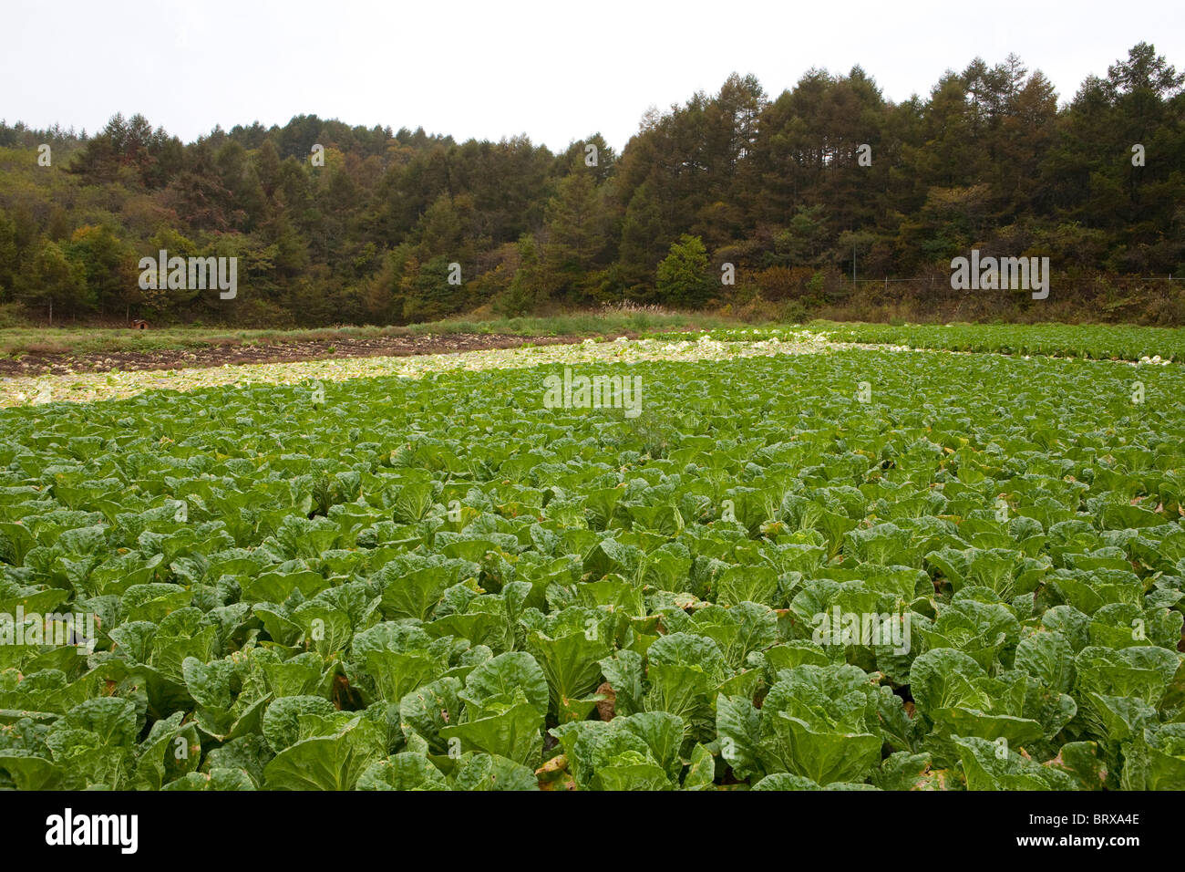 Chinese Cabbage Field Stock Photo - Alamy