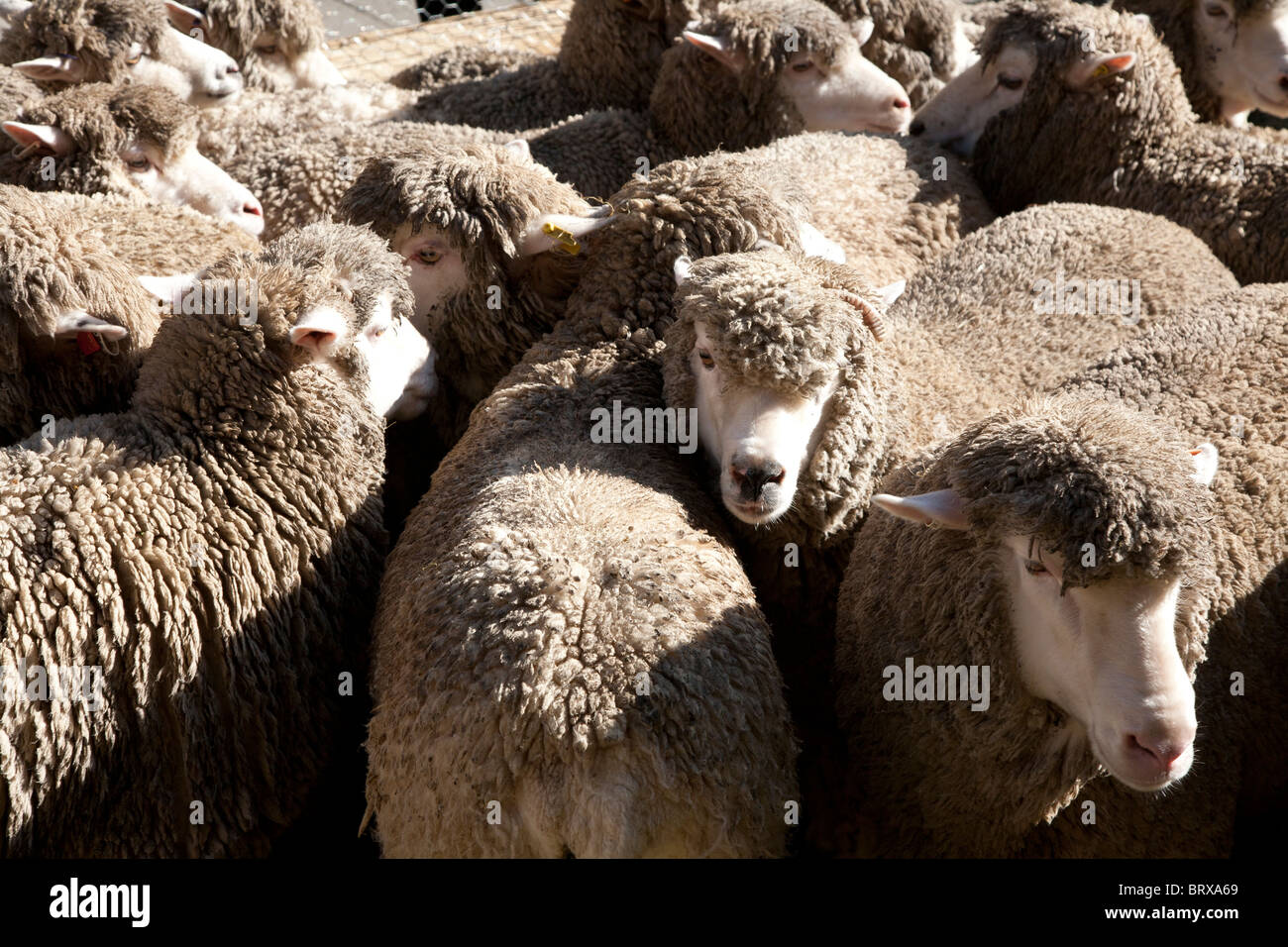 Sheep take over Savile Row Stock Photo - Alamy