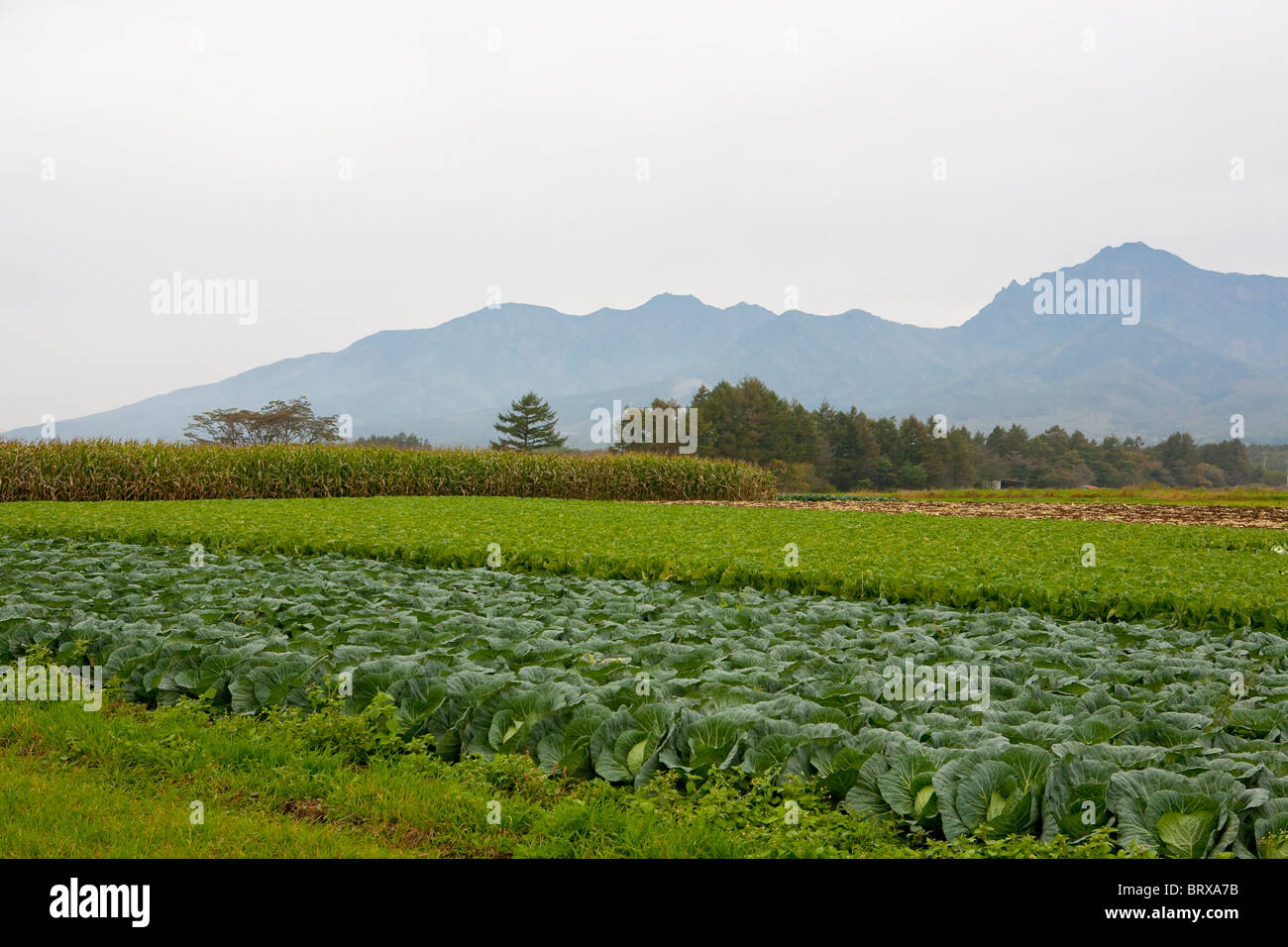 Chinese Cabbage Field Stock Photo - Alamy