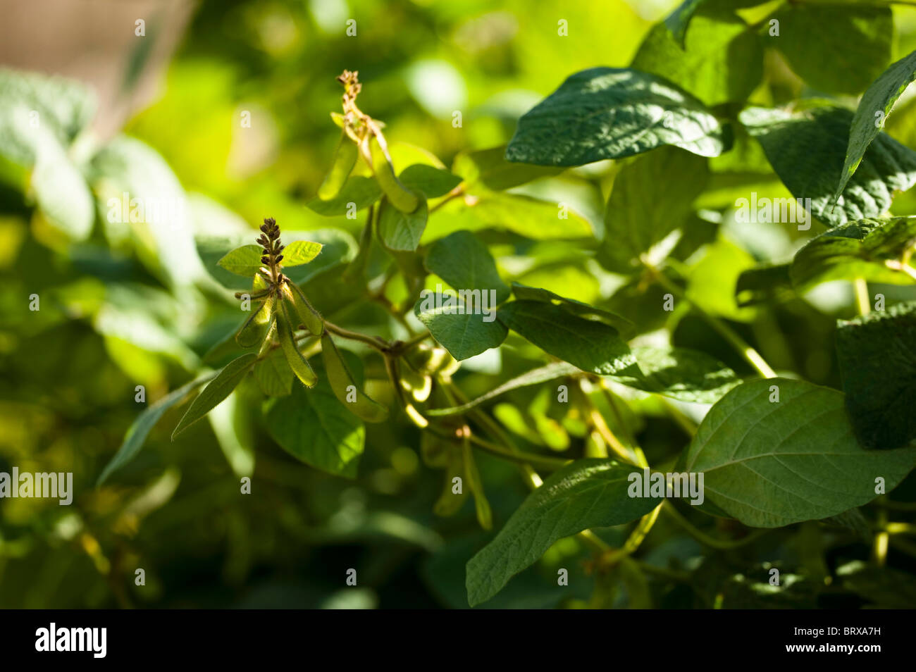 Soya beans growing hi-res stock photography and images - Alamy