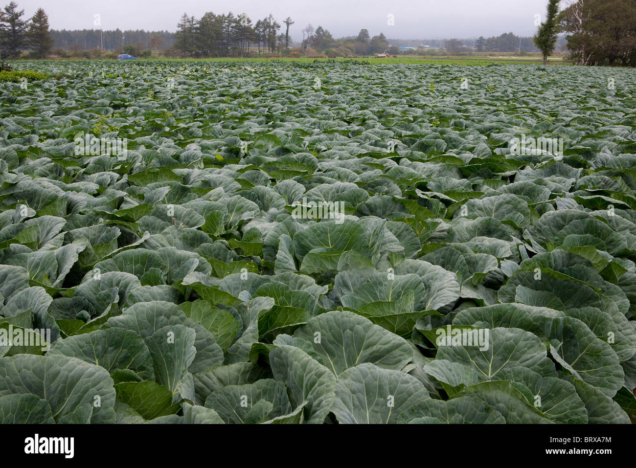 Chinese Cabbage Field Stock Photo - Alamy