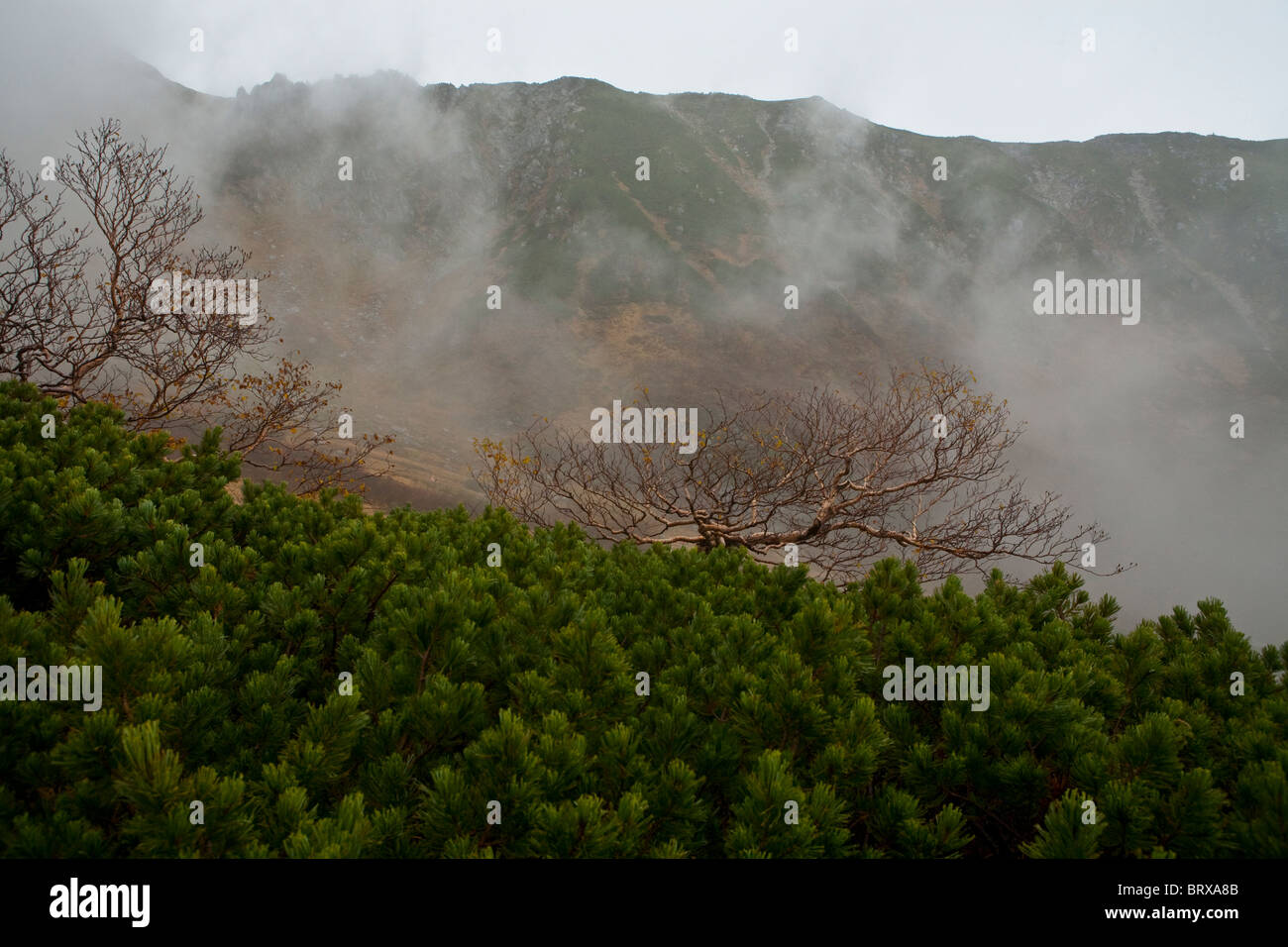 Bare Trees in Mist Stock Photo - Alamy