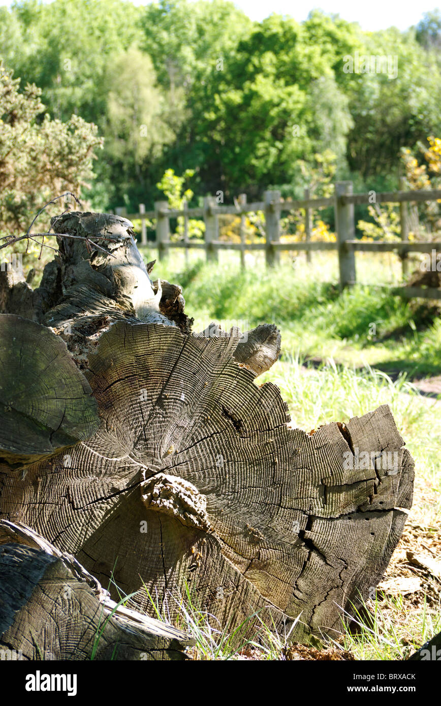 Felled Oak tree laying at the side of a foot path Stock Photo - Alamy