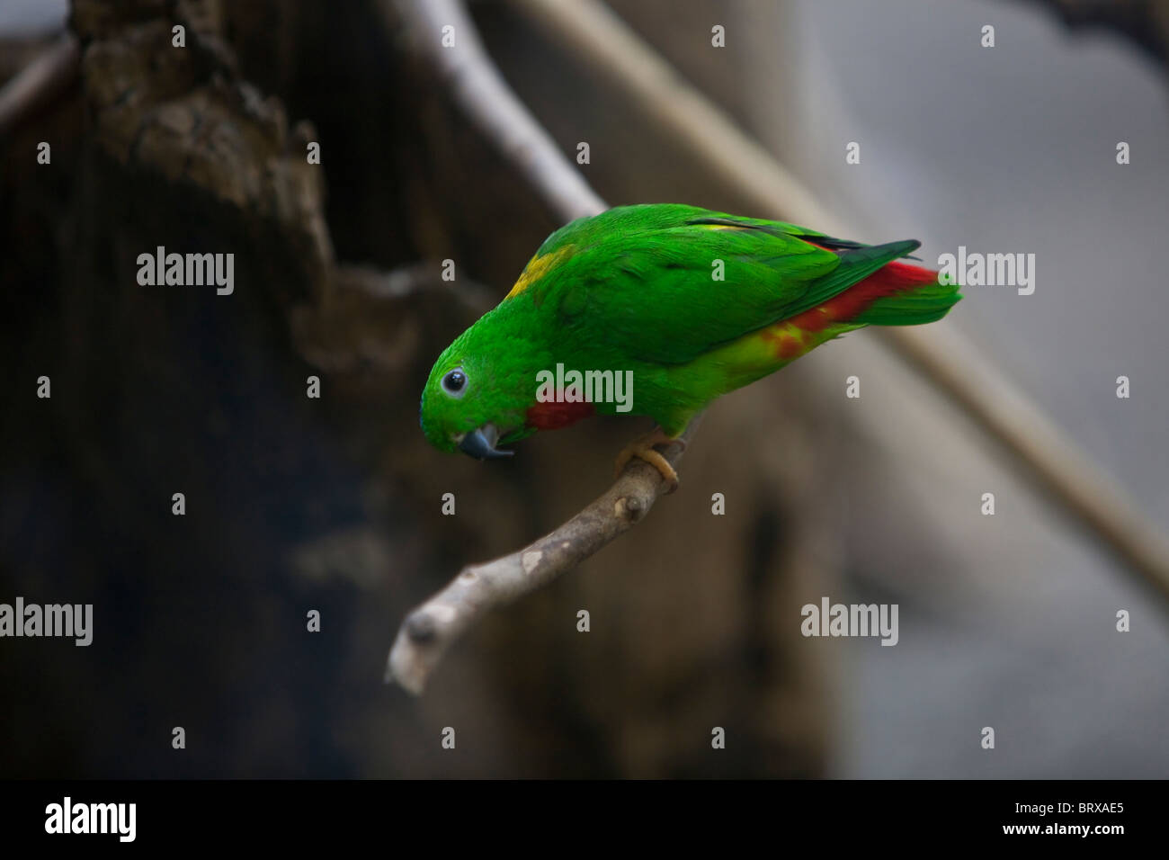 Hanging parrot hi-res stock photography and images - Alamy
