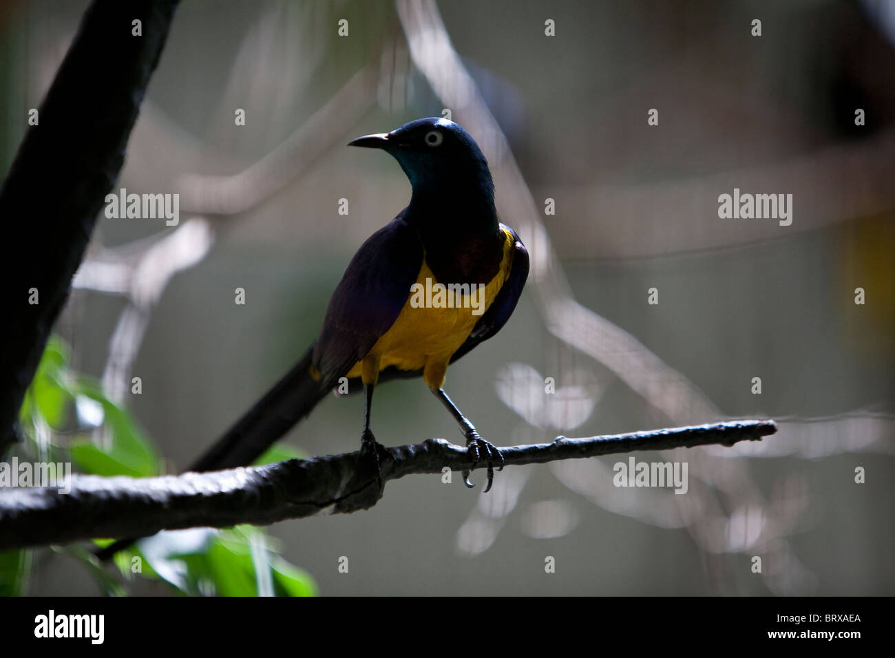 Golden breasted starling hi-res stock photography and images - Alamy