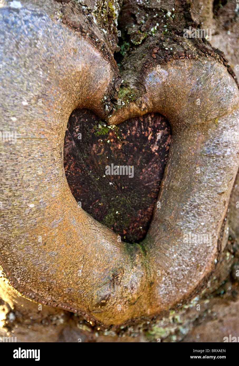 Tree wound hi-res stock photography and images - Alamy