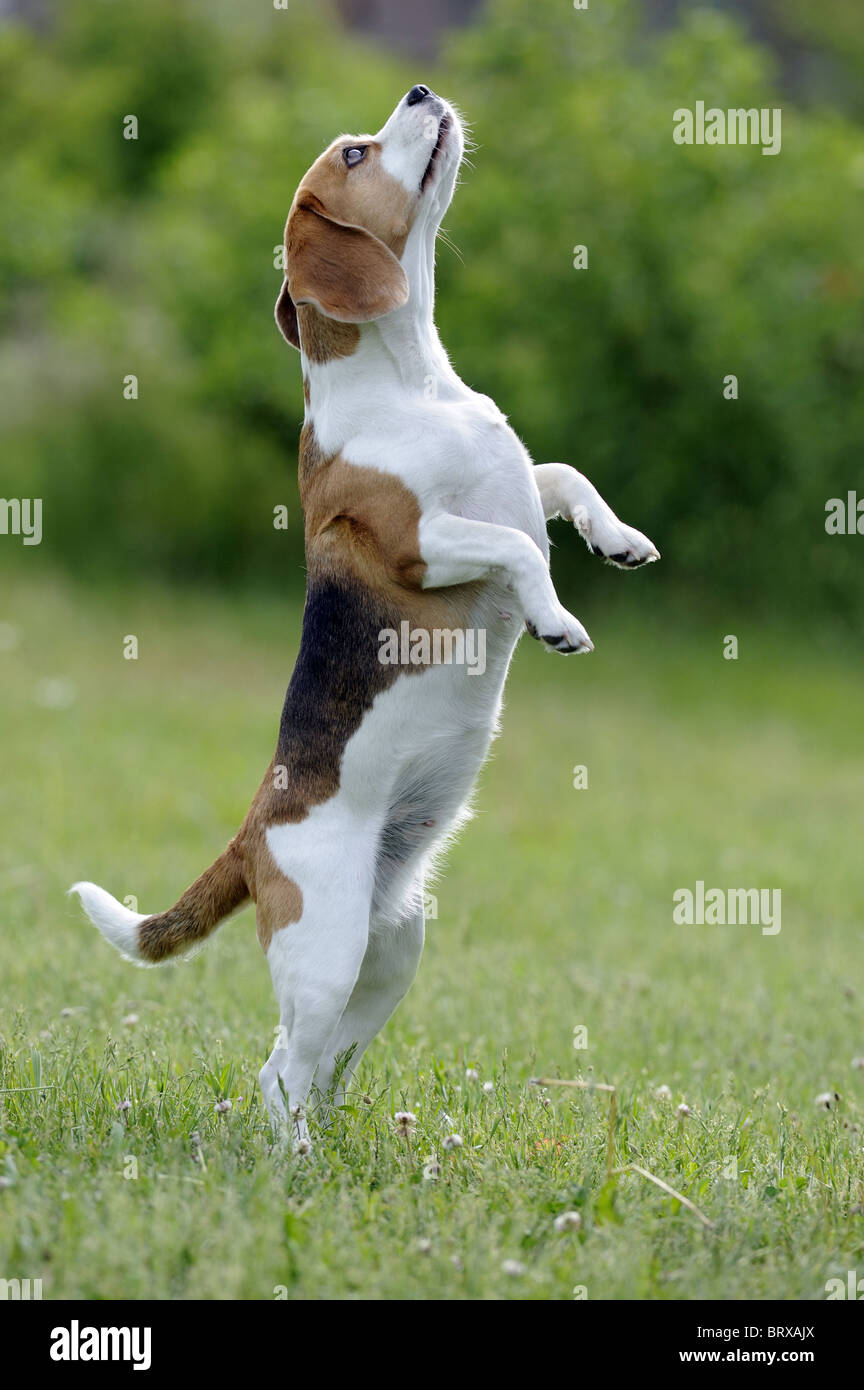 Beagle (Canis lupus familiaris). Bitch standing upright on her hind ...