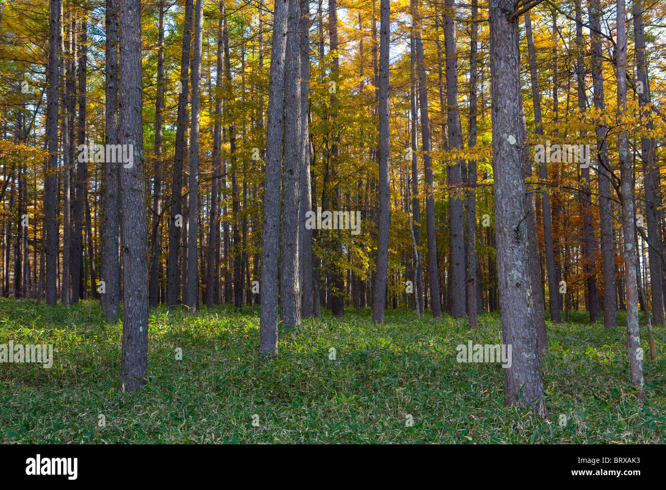 Forest in Autumn Stock Photo - Alamy