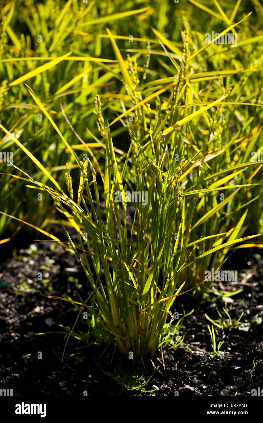 Asian rice plant oryza sativa hi-res stock photography and images - Alamy