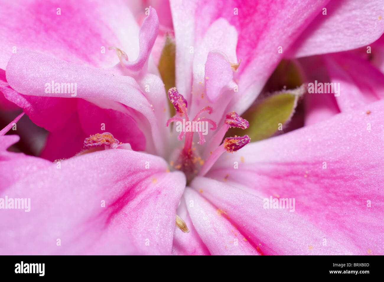 Pelargonium hortorum flower hi-res stock photography and images - Alamy