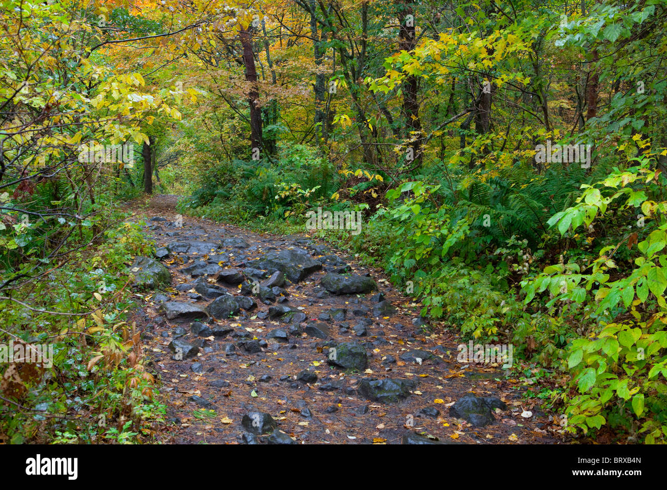 Footpath in Forest Stock Photo - Alamy