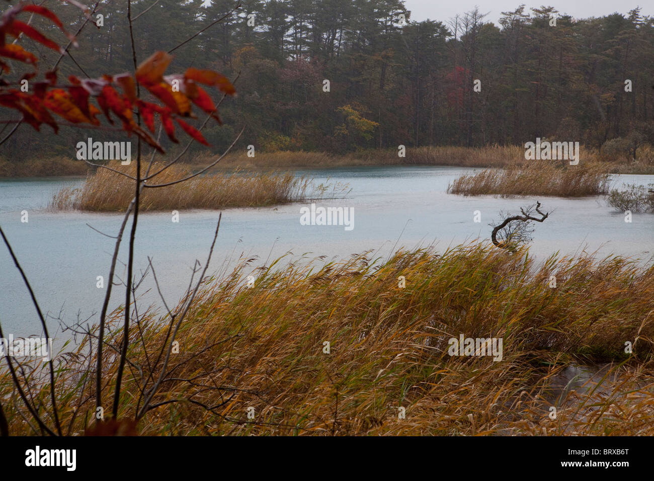 Goshiki hi-res stock photography and images - Alamy