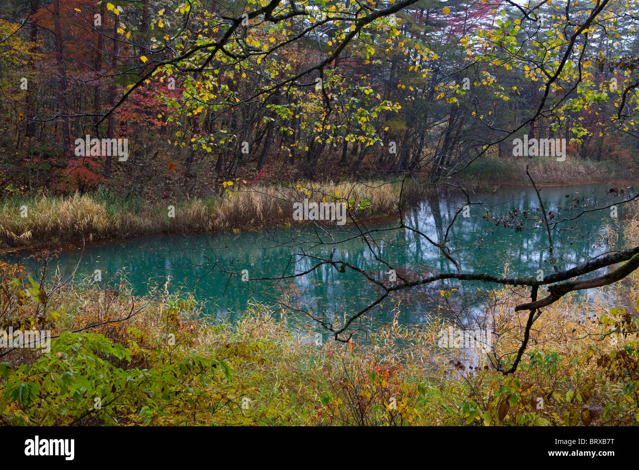 Goshiki Swamp in Autumn Stock Photo - Alamy