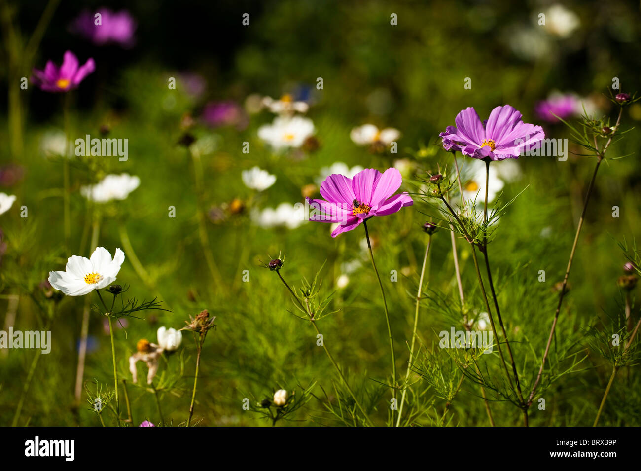 Mixed Cosmos bipinnatus in bloom Stock Photo - Alamy