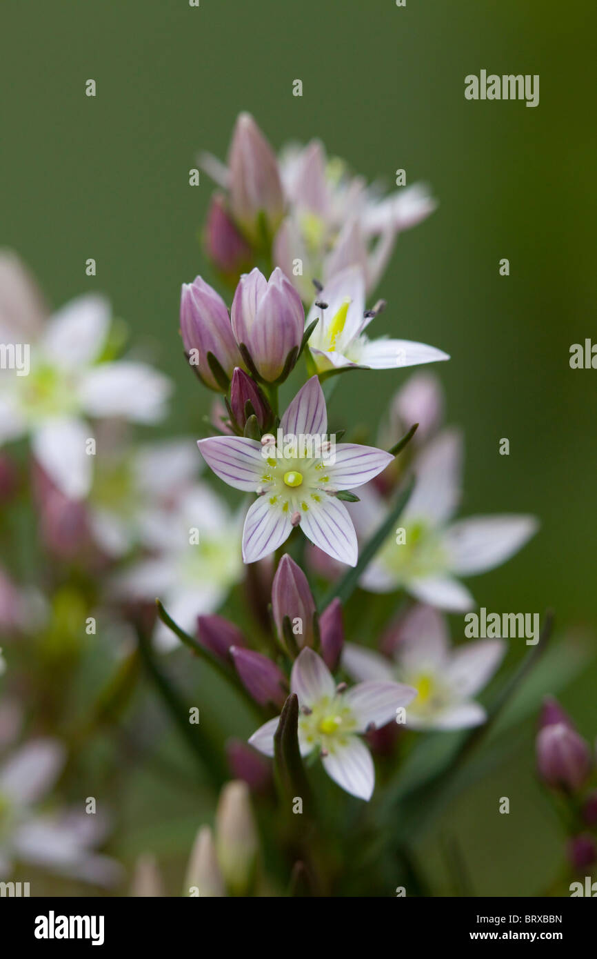 Japanese green gentian hi-res stock photography and images - Alamy