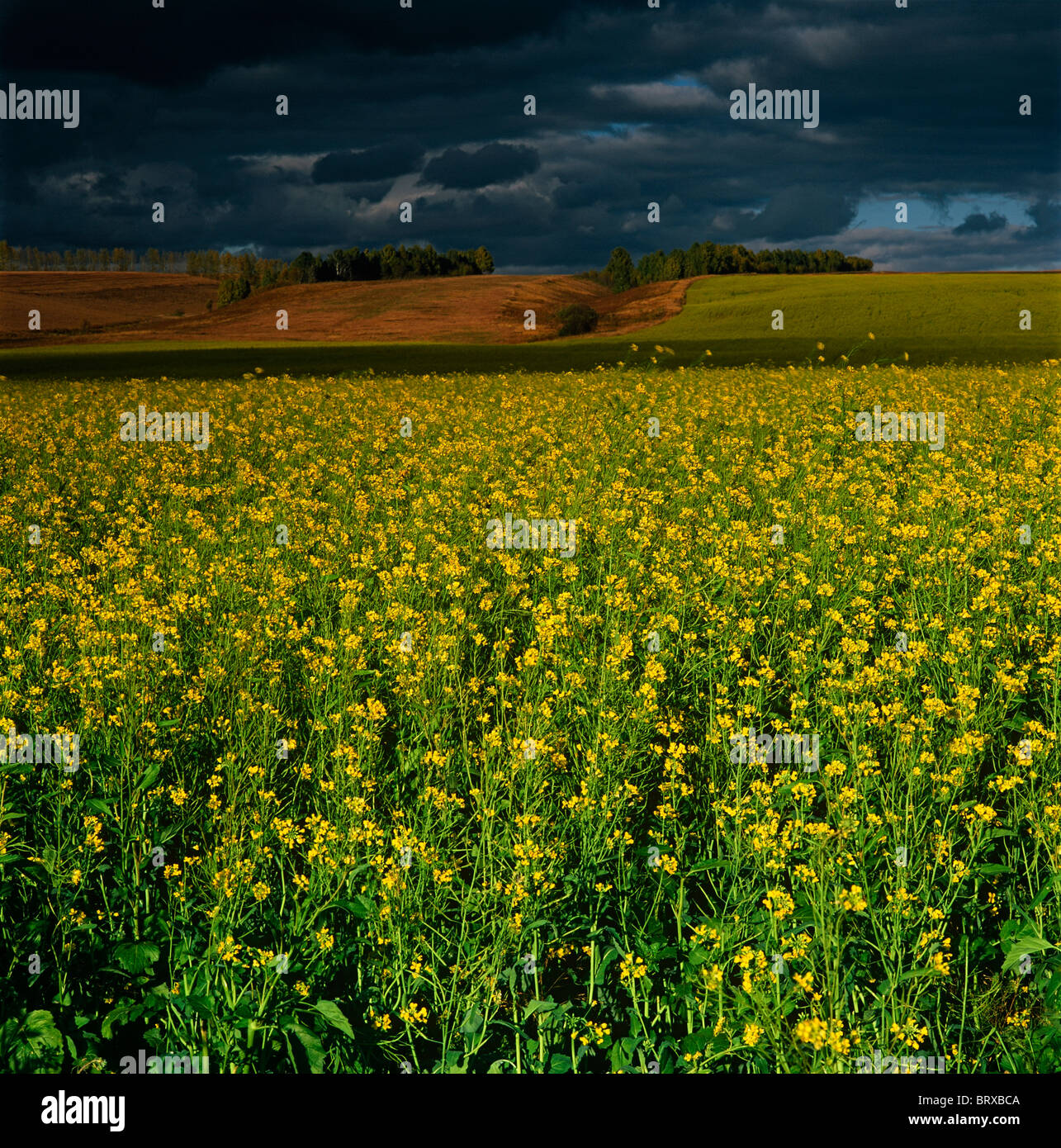 Rapeseed field. Altai, Siberia, Russia Stock Photo - Alamy